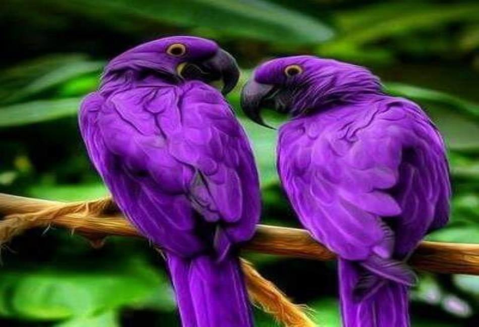 The Purple Bird: A Rare and Beautiful Marvel of the Avian World
