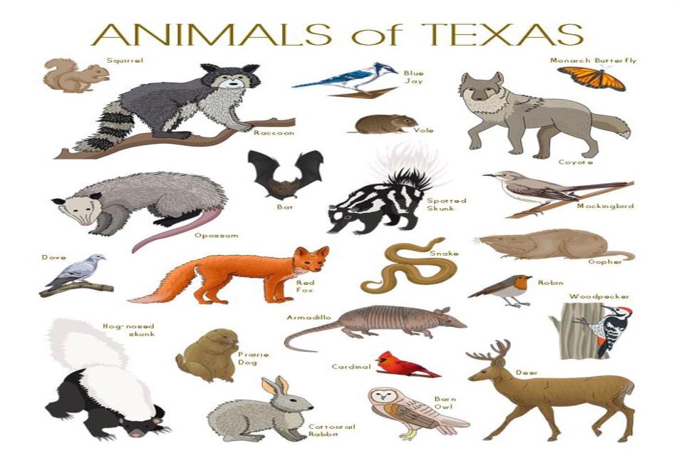 Wildlife of the Lone Star State: A Comprehensive Guide to Texas Animals