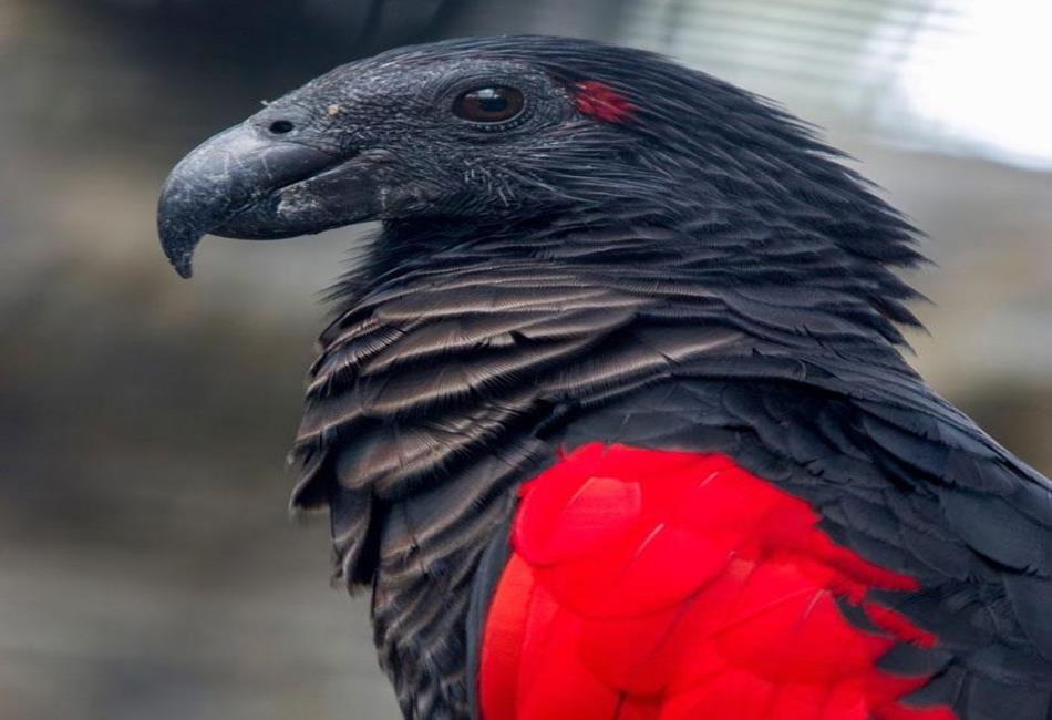 The Vampire Parrot: Nature’s Blood-Drinking Enigma of the Avian World