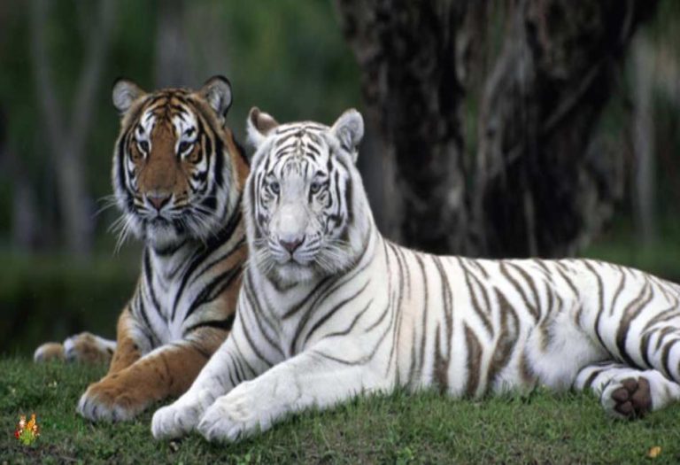 The Allure of White Animals: Nature’s Rare and Beautiful Wonders