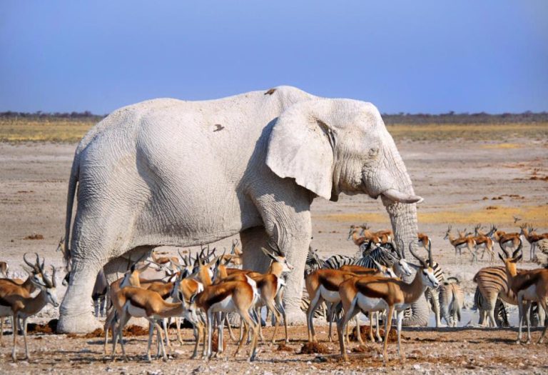 The Allure of White Animals: Nature’s Rare and Beautiful Wonders
