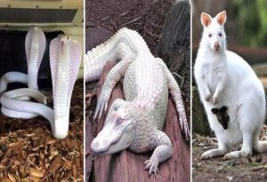 The Allure of White Animals: Nature’s Rare and Beautiful Wonders