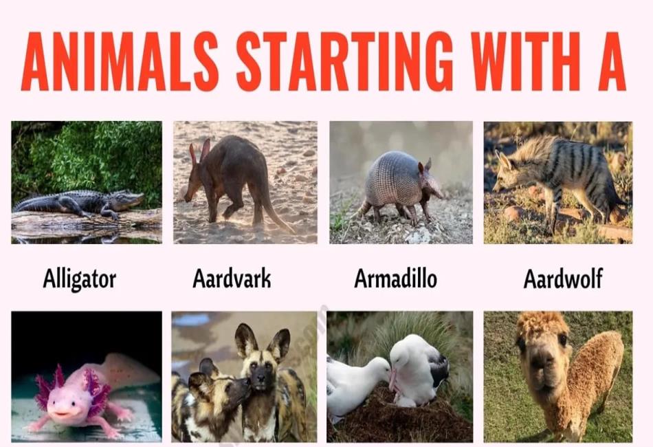 Amazing Animals That Start with A: A Journey Through the Animal Kingdom