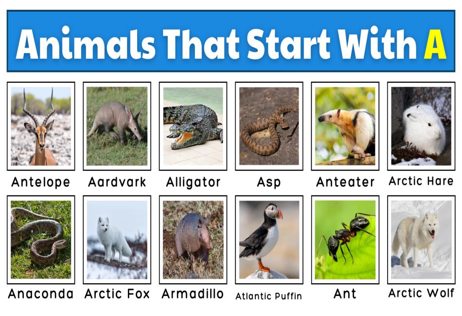 Amazing Animals That Start With A A Journey Through The Animal Kingdom