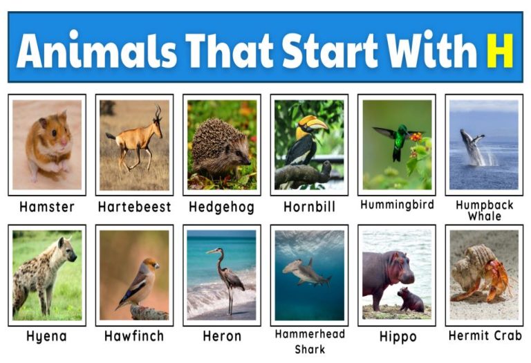 Hearty and Hardy: Exploring Fascinating Animals That Start with H