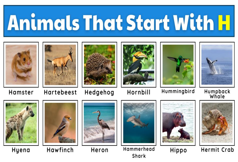 Hearty and Hardy: Exploring Fascinating Animals That Start with H