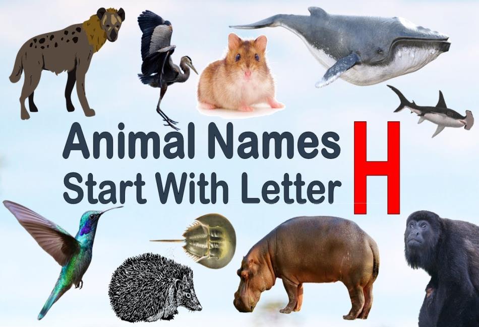 Hearty and Hardy: Exploring Fascinating Animals That Start with H