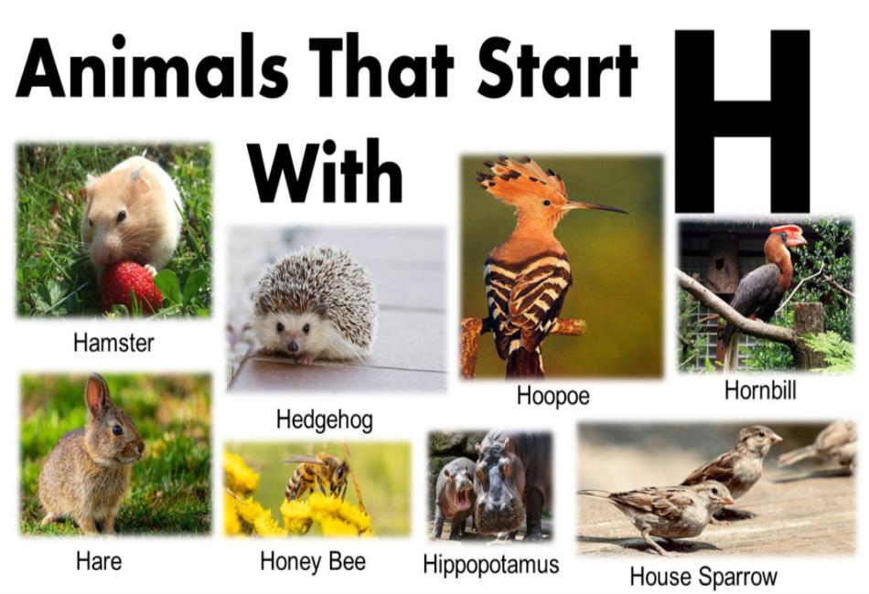 Hearty and Hardy: Exploring Fascinating Animals That Start with H