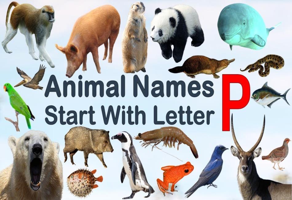 Powerful, Playful, and Peculiar: Exploring Animals That Start with P