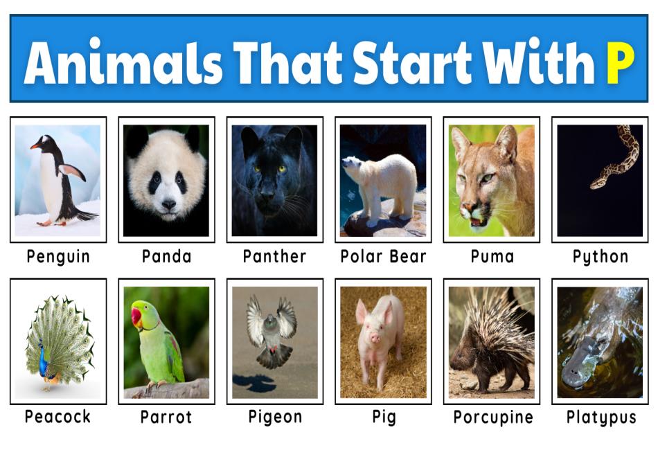 Powerful, Playful, and Peculiar: Exploring Animals That Start with P