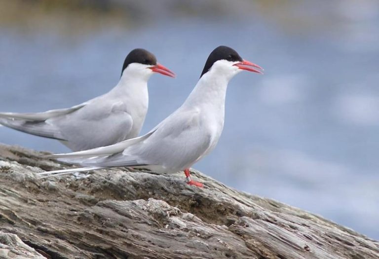 Arctic Birds: Survival, Diversity, and Adaptation in the Frozen North