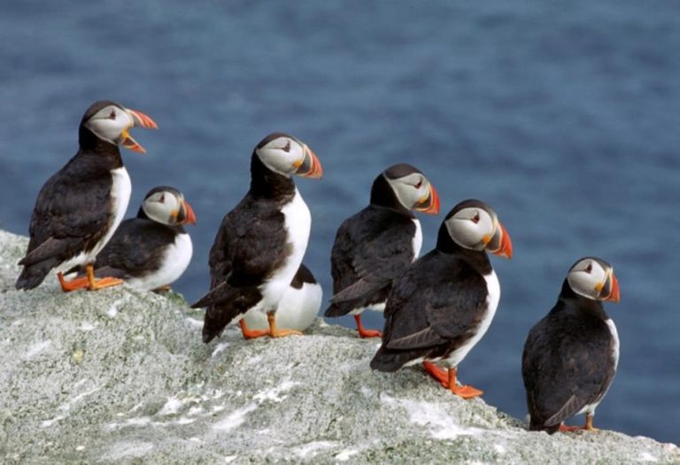 Arctic Birds: Survival, Diversity, and Adaptation in the Frozen North