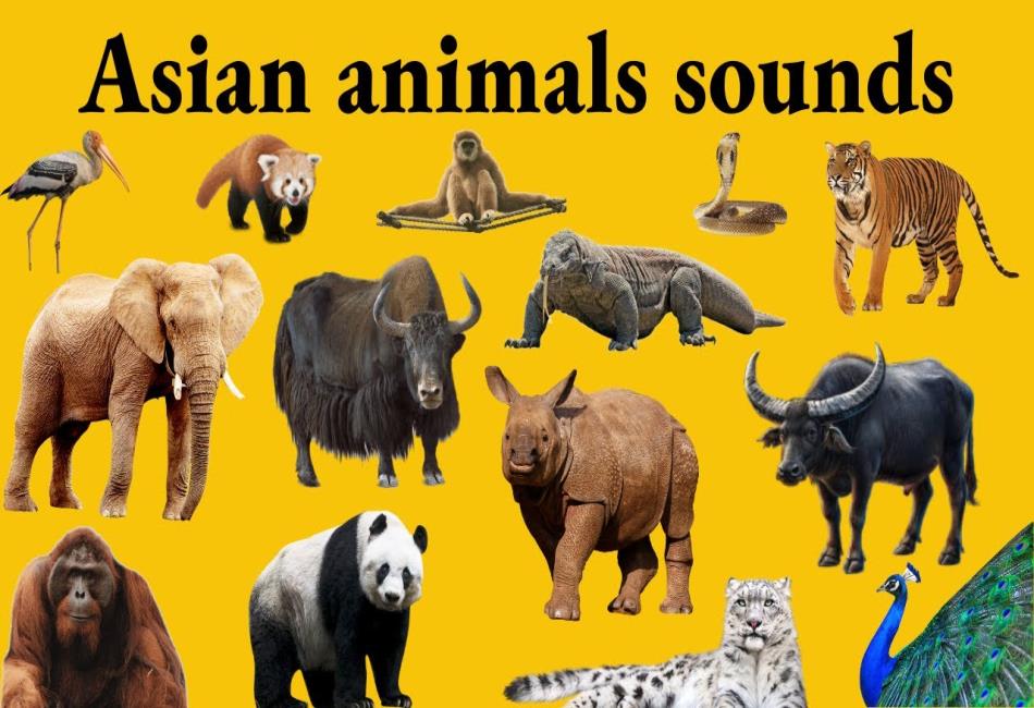 Wild Wonders of Asia: Exploring the Fascinating World of Asian Animals