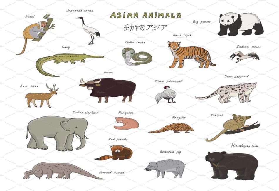 Wild Wonders of Asia: Exploring the Fascinating World of Asian Animals