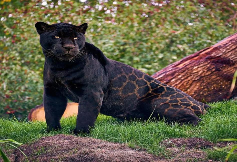 The Beauty And Mystery Of Black Animals Symbolism Adaptation And The Beauty And Mystery Of Black Animals Symbolism Adaptation And