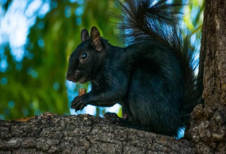 The Beauty and Mystery of Black Animals: Symbolism, Adaptation, and ...