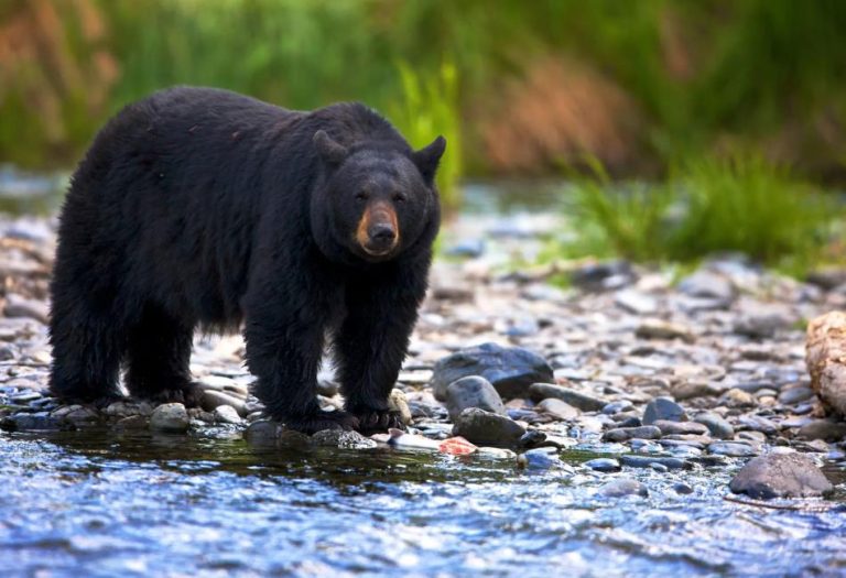 The Beauty and Mystery of Black Animals: Symbolism, Adaptation, and ...