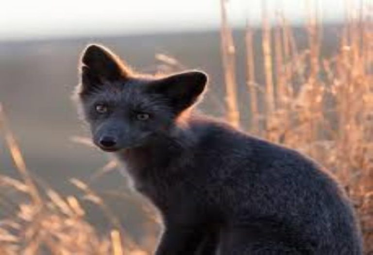 The Beauty and Mystery of Black Animals: Symbolism, Adaptation, and ...