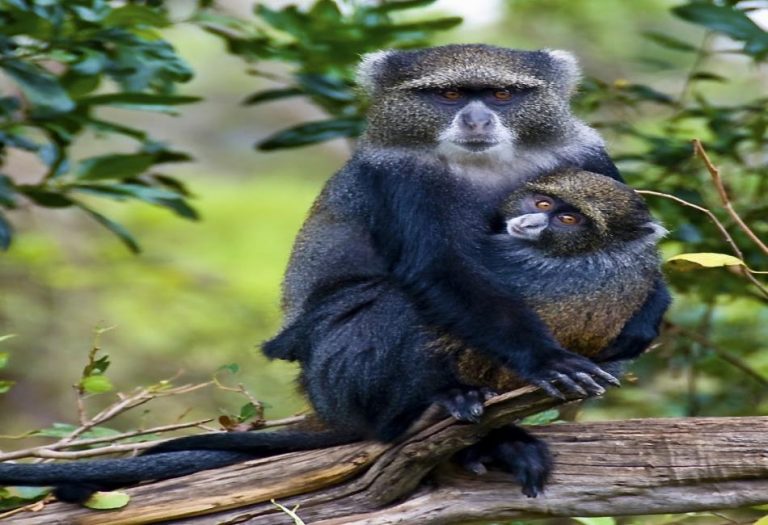 The Blue Monkey : A Vital Guardian of Africa Forests