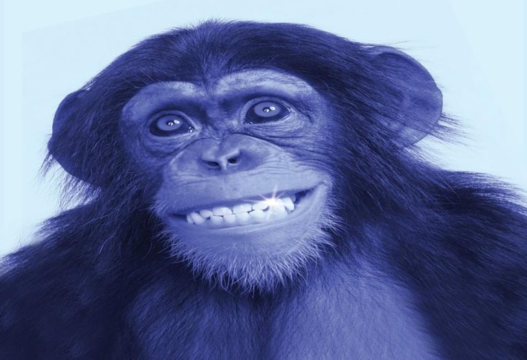 The Blue Monkey : A Vital Guardian of Africa Forests