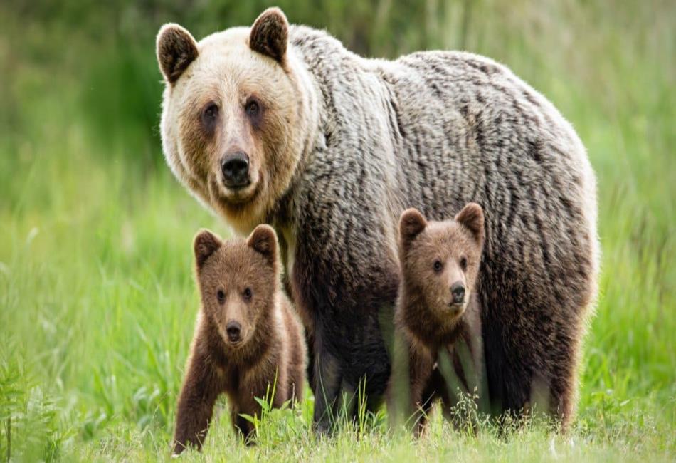 The Wonders of Brown Animals: Nature’s Earth-Toned Marvels