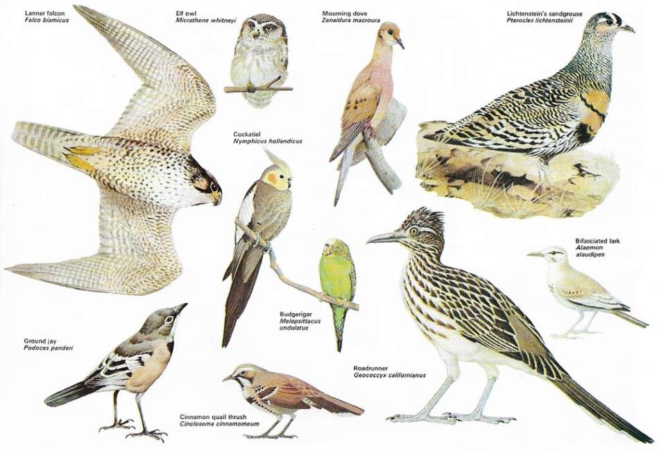 Desert Birds: Surviving and Thriving in Arid Environments