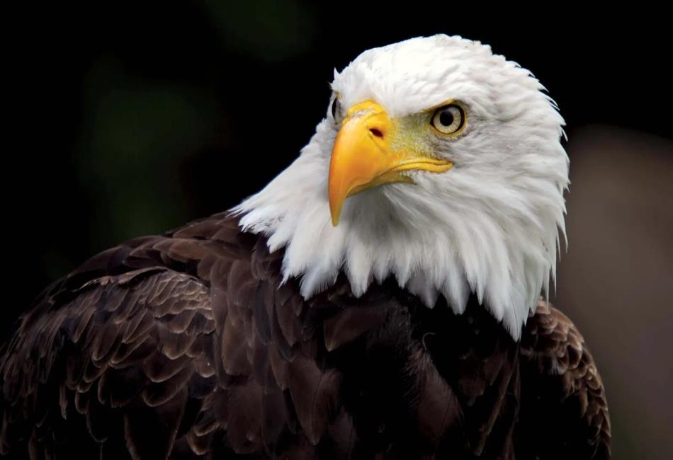 The Eagle: Symbol of Power, Majesty, and Precision in the Skies