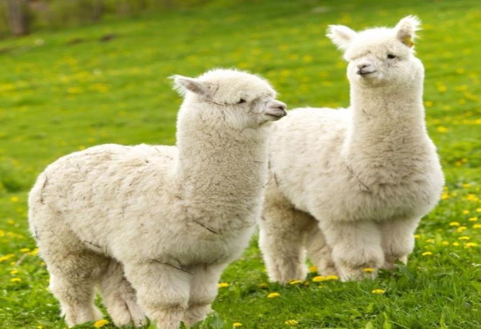 Fluffy Animals: Nature’s Softest and Most Adorable Creatures