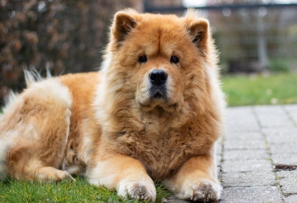 Fluffy Animals: Nature’s Softest and Most Adorable Creatures