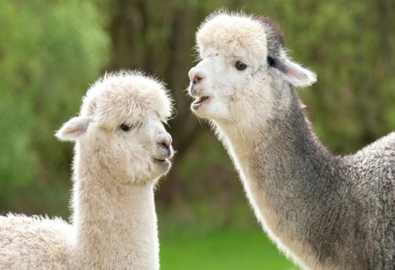 Fluffy Animals: Nature’s Softest and Most Adorable Creatures