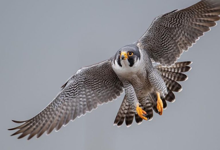 Masters of the Sky: A Deep Dive into Flying Animals and Their ...