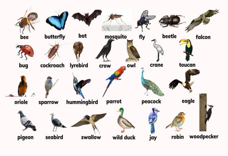 Masters of the Sky: A Deep Dive into Flying Animals and Their ...