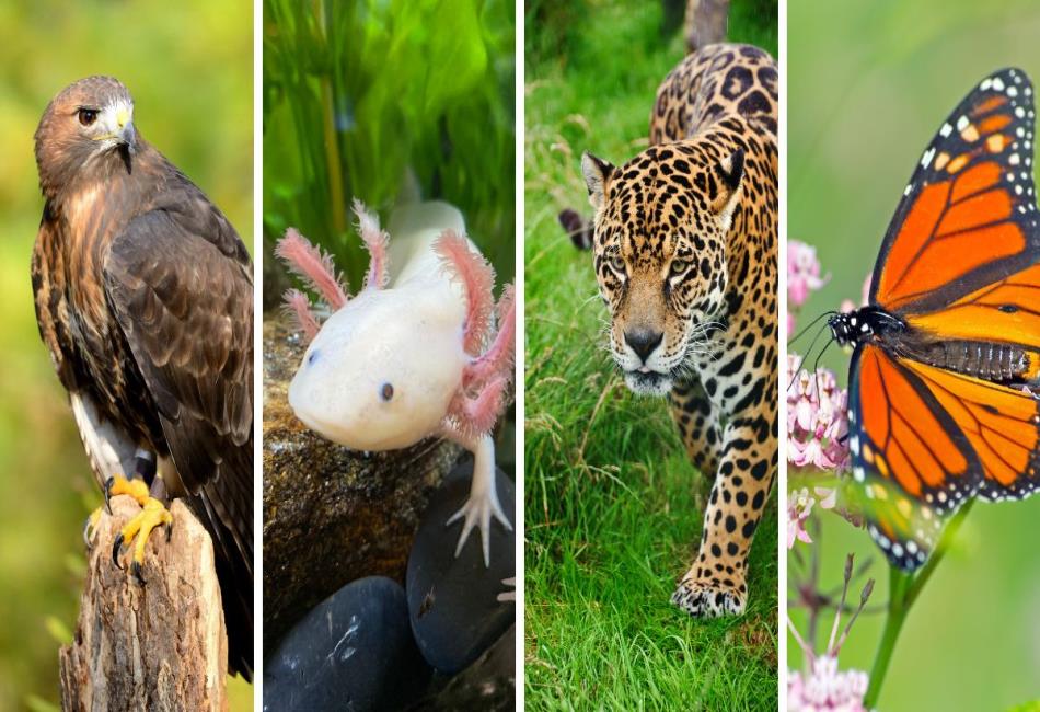 Mexican Animals: A Diverse and Vibrant Wildlife Heritage