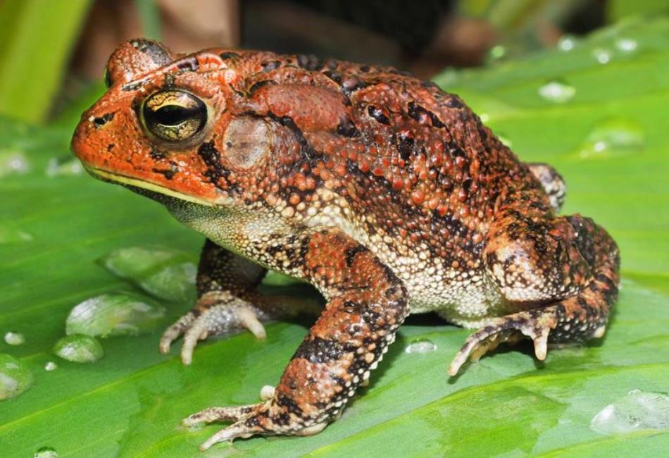 Deadly Defenses: A Deep Dive into the World of Poisonous Animals