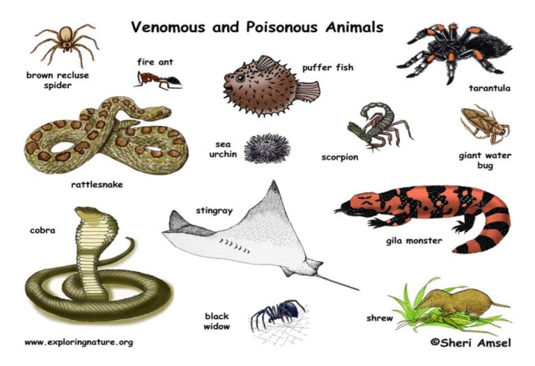 Deadly Defenses: A Deep Dive into the World of Poisonous Animals