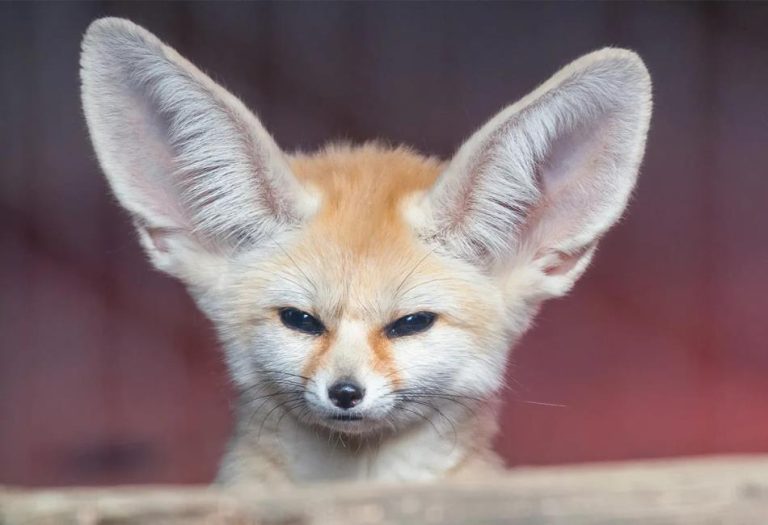 Pretty Animals: Nature’s Most Stunning Creatures and What Makes Them So ...