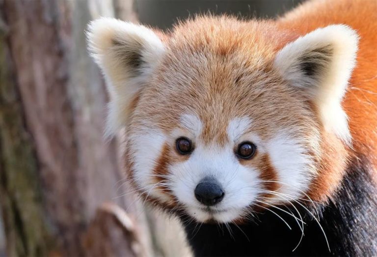 Pretty Animals: Nature’s Most Stunning Creatures and What Makes Them So ...
