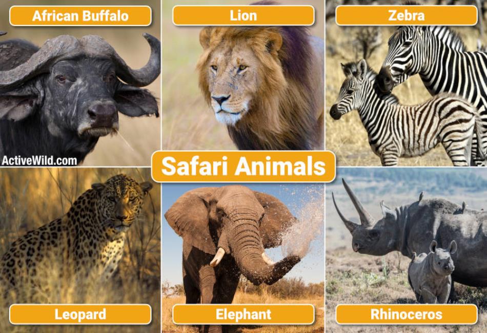 Safari Animals: Majestic Creatures of the African Wilderness
