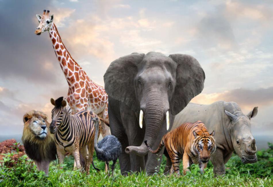 Safari Animals: Majestic Creatures of the African Wilderness
