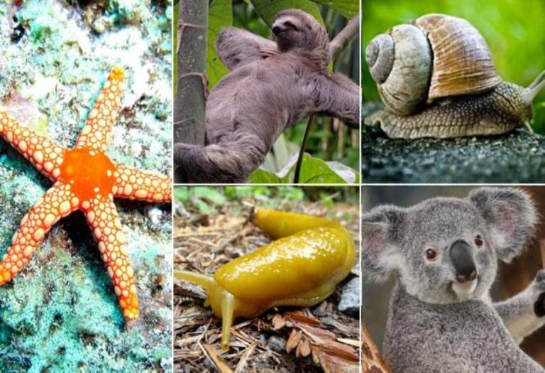 Nature in the Slow Lane: A Closer Look at the World’s Slowest Animals
