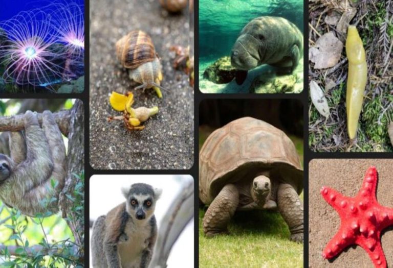 Nature in the Slow Lane: A Closer Look at the World’s Slowest Animals