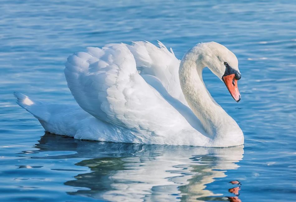 The Graceful Swan: Symbolism, Biology, and Their Role in Culture and ...