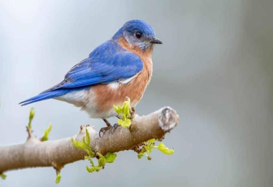 Exploring the Types of Blue Birds: Nature’s Brilliant Feathers in Flight