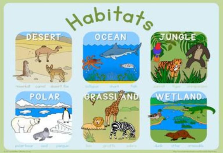 Animal Habitats: Understanding Nature Diverse Homes