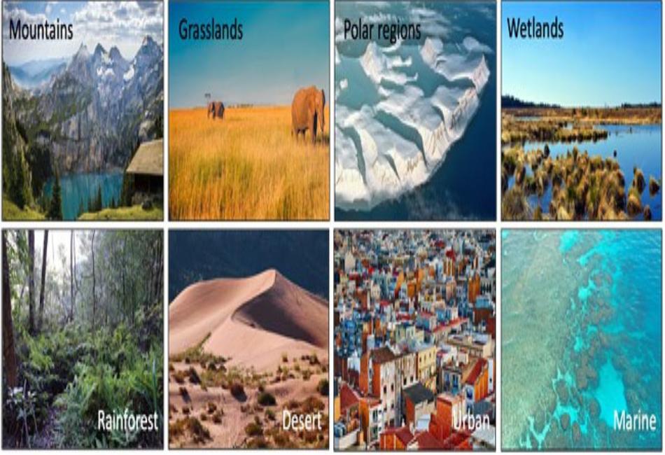 Animal Habitats: Understanding Nature Diverse Homes