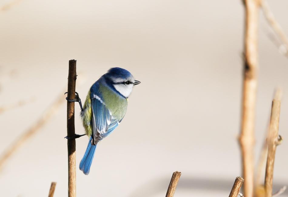 Exploring the Types of Blue Birds: Nature’s Brilliant Feathers in Flight