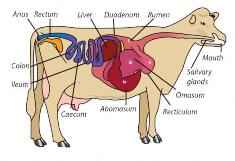 Understanding Ruminants: Nature’s Four-Stomached Wonders