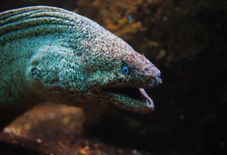 Types of Eels: A Deep Dive into Nature’s Slippery and Mysterious Creatures