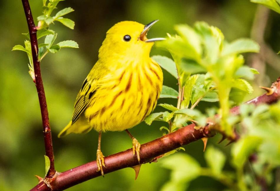 Brilliant in Yellow: A Colorful Exploration of Yellow Animals in the Wild