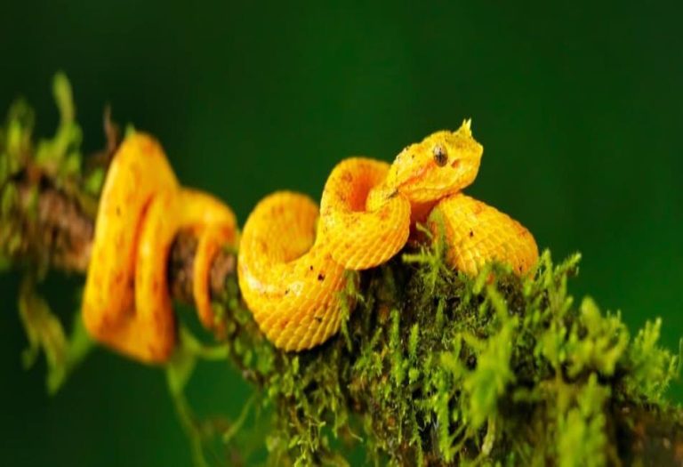 Brilliant in Yellow: A Colorful Exploration of Yellow Animals in the Wild